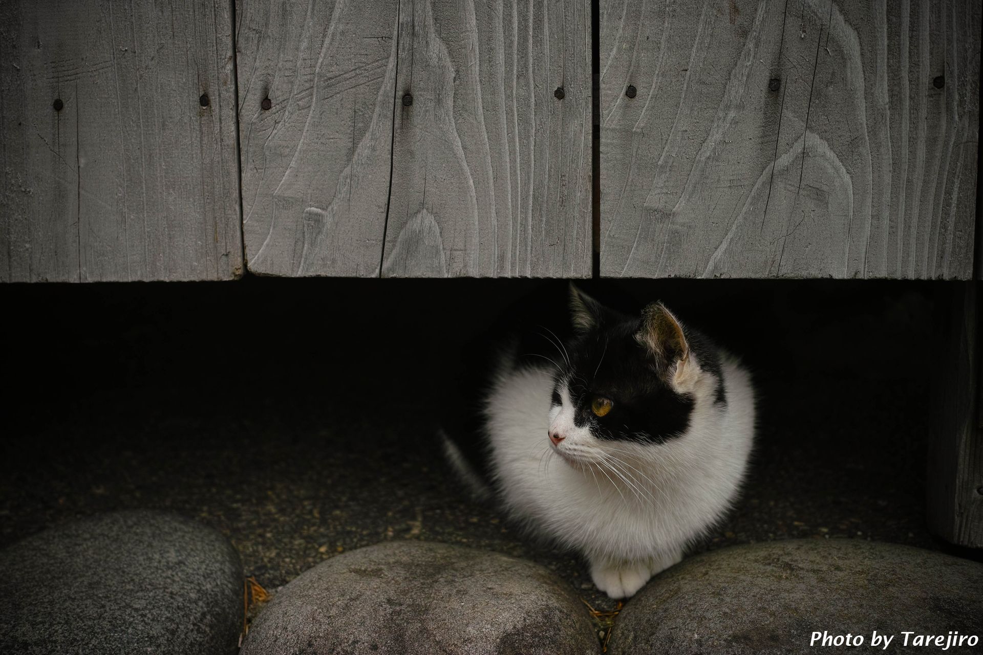 Cat's Eye View of Japanese Architecture Vol.2 - Crawling